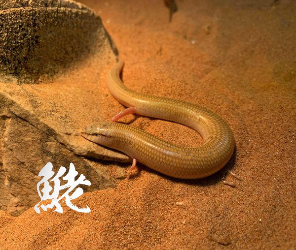 石龍子(澳丁) Chalcides Sepsoides